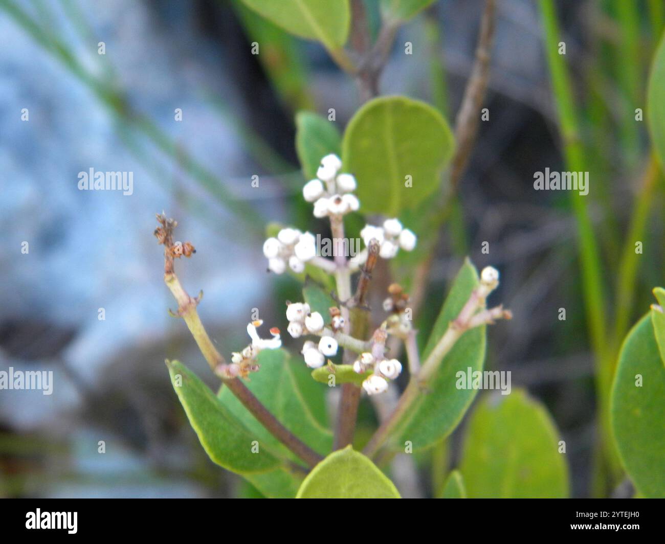 Black Ironwood (Olea capensis Stock Photo - Alamy