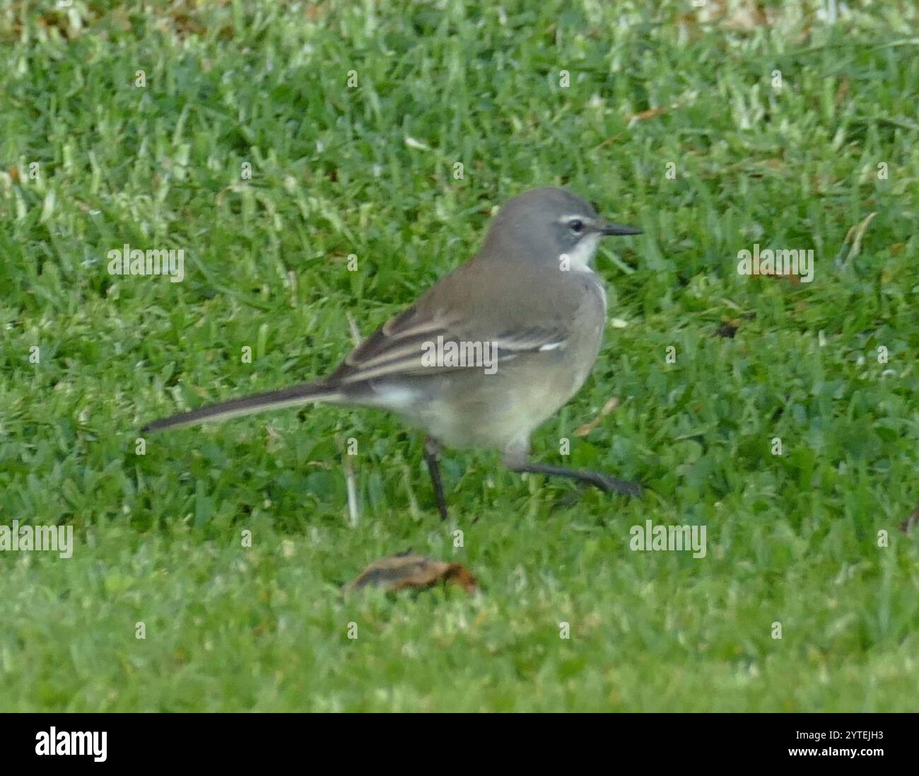 Common Cape Wagtail (Motacilla capensis capensis Stock Photo - Alamy