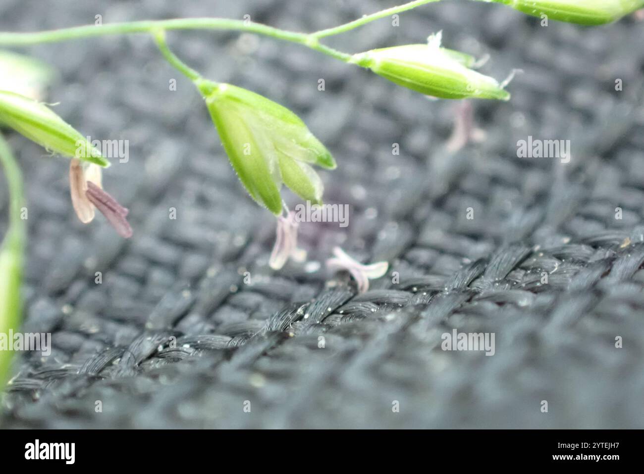 Shiny Wedgegrass (Sphenopholis nitida Stock Photo - Alamy