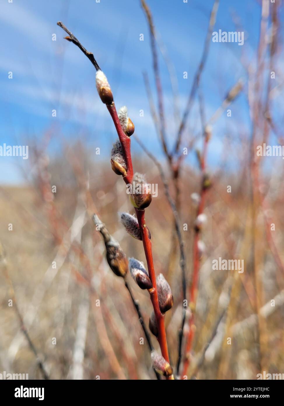 Rigidae hi-res stock photography and images - Alamy