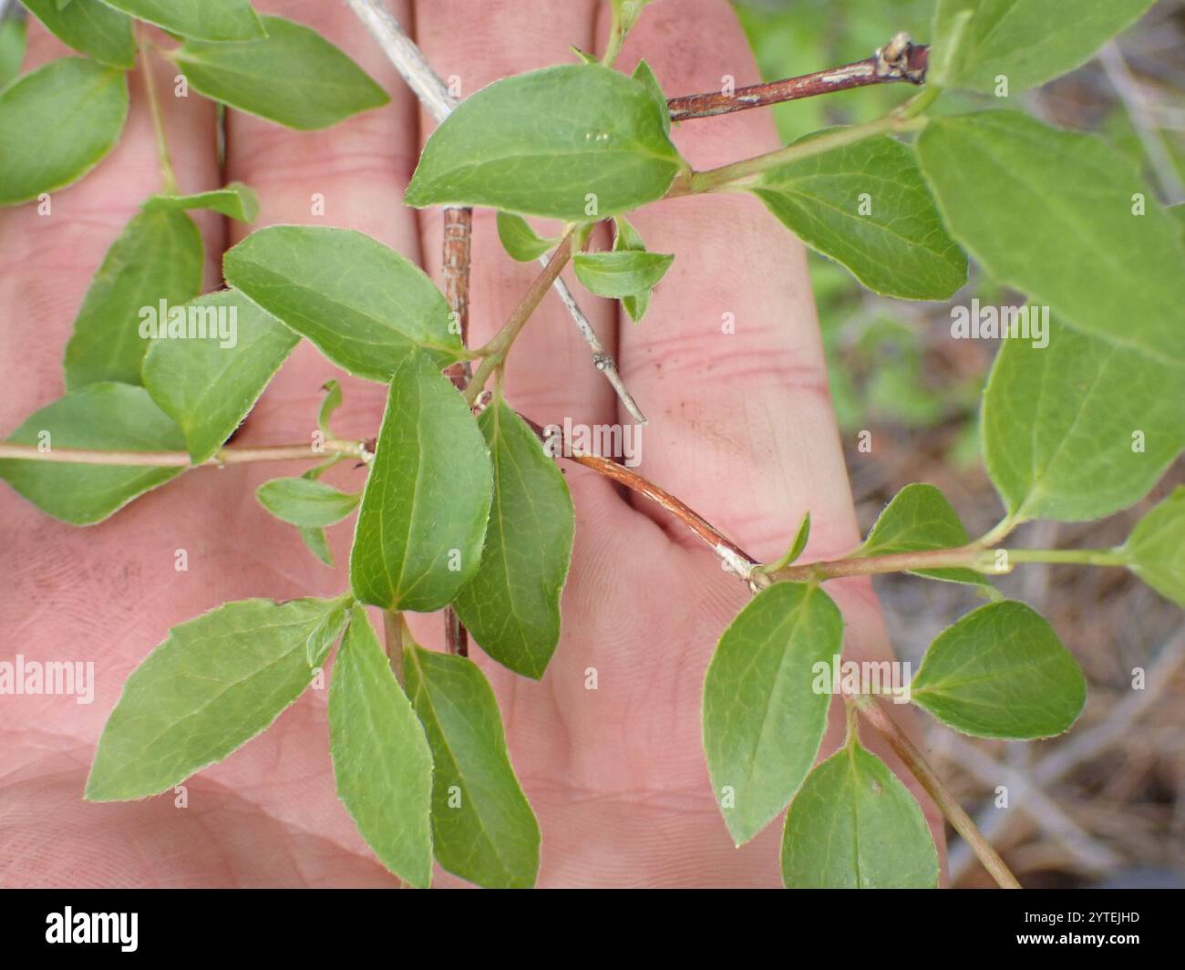 Lewis' mock orange (Philadelphus lewisii Stock Photo - Alamy