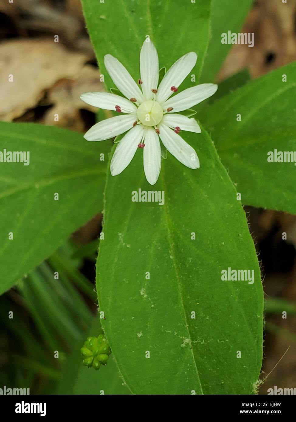 star chickweed (Stellaria pubera Stock Photo - Alamy