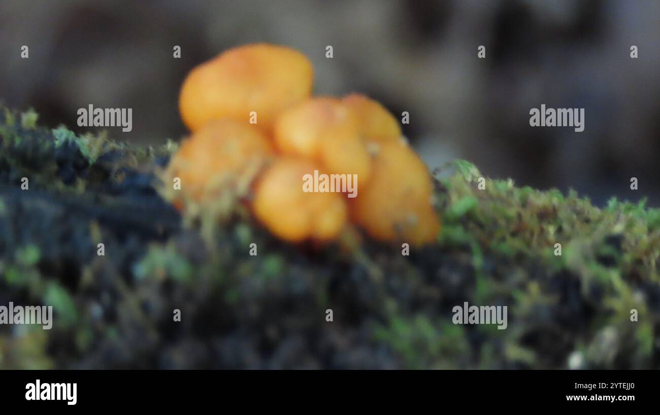 Orange mycena leaiana hi-res stock photography and images - Alamy