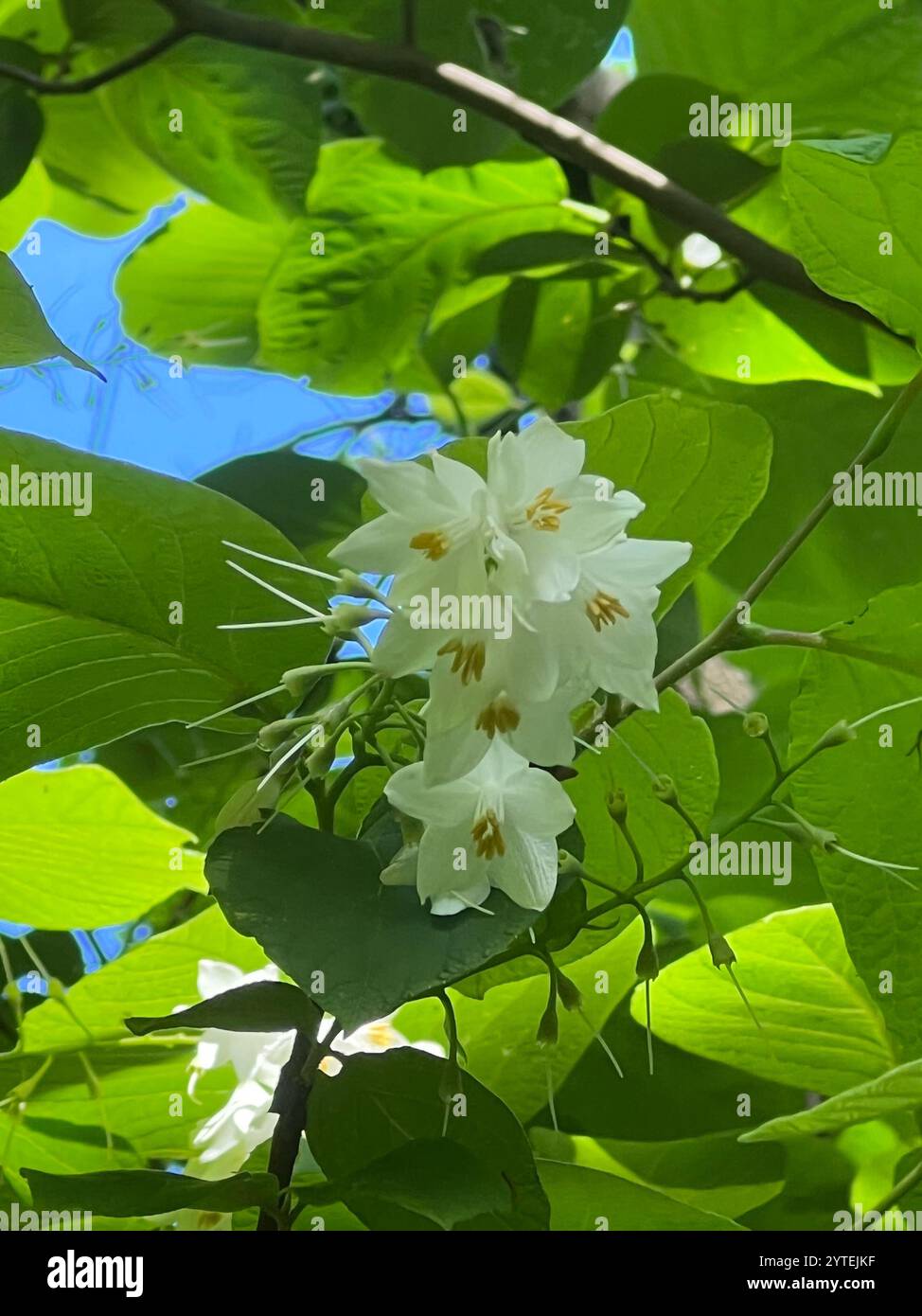 mountain silverbell (Halesia tetraptera Stock Photo - Alamy