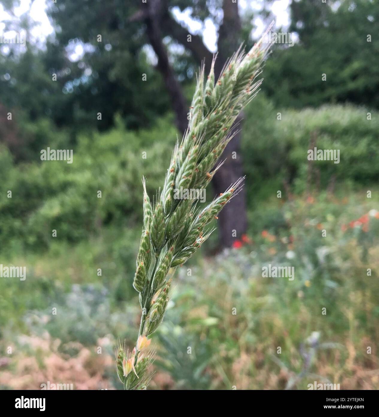 common soft brome (Bromus hordeaceus Stock Photo - Alamy