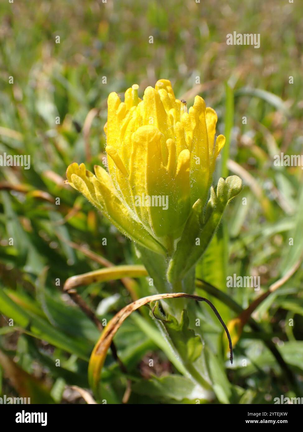 golden Indian paintbrush (Castilleja levisecta Stock Photo - Alamy