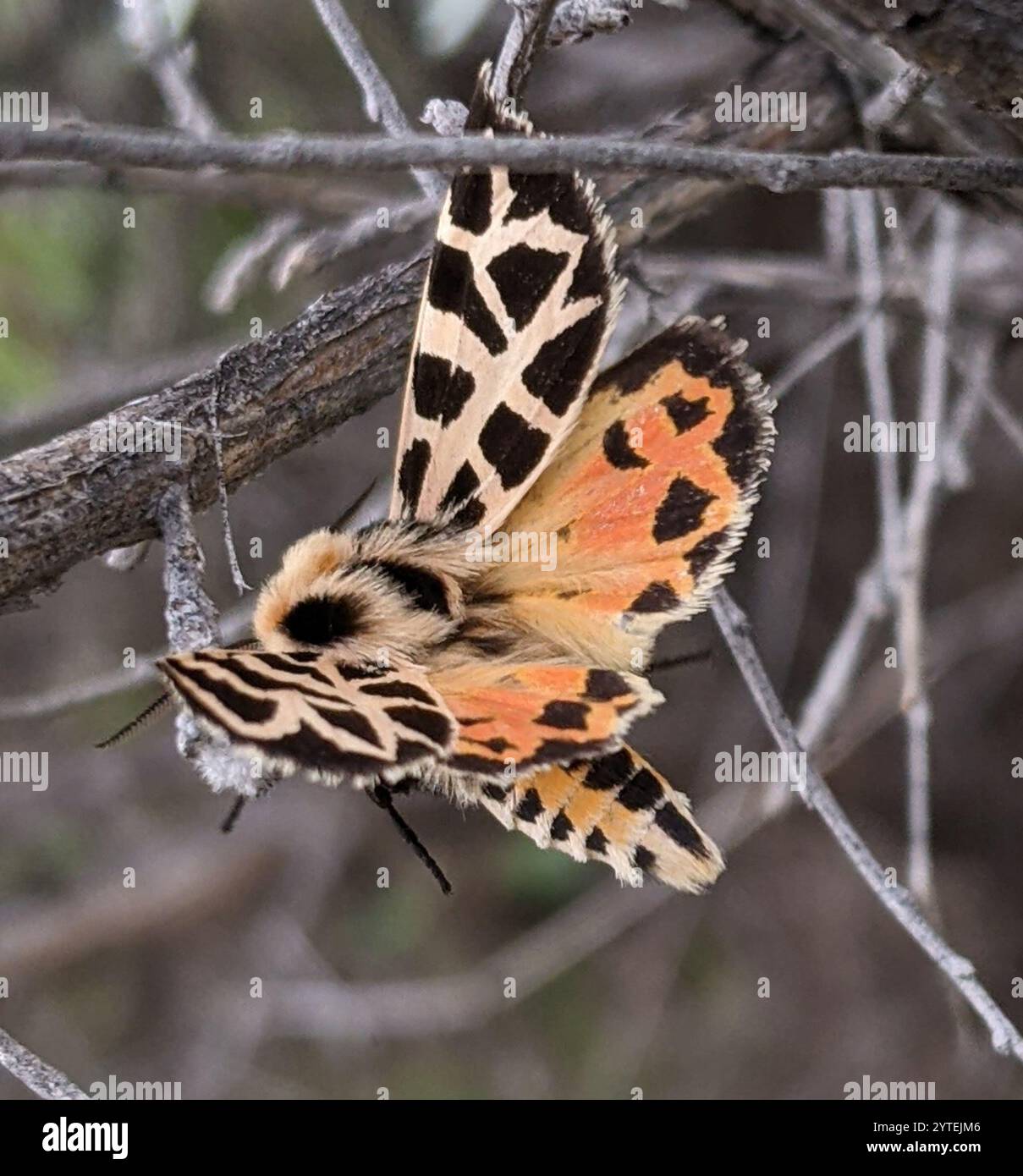 Ornate Tiger Moth (Apantesis ornata Stock Photo - Alamy