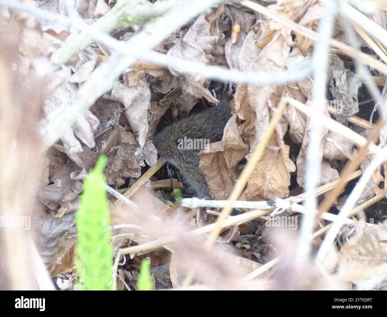 Meadow Vole (Microtus pennsylvanicus Stock Photo - Alamy