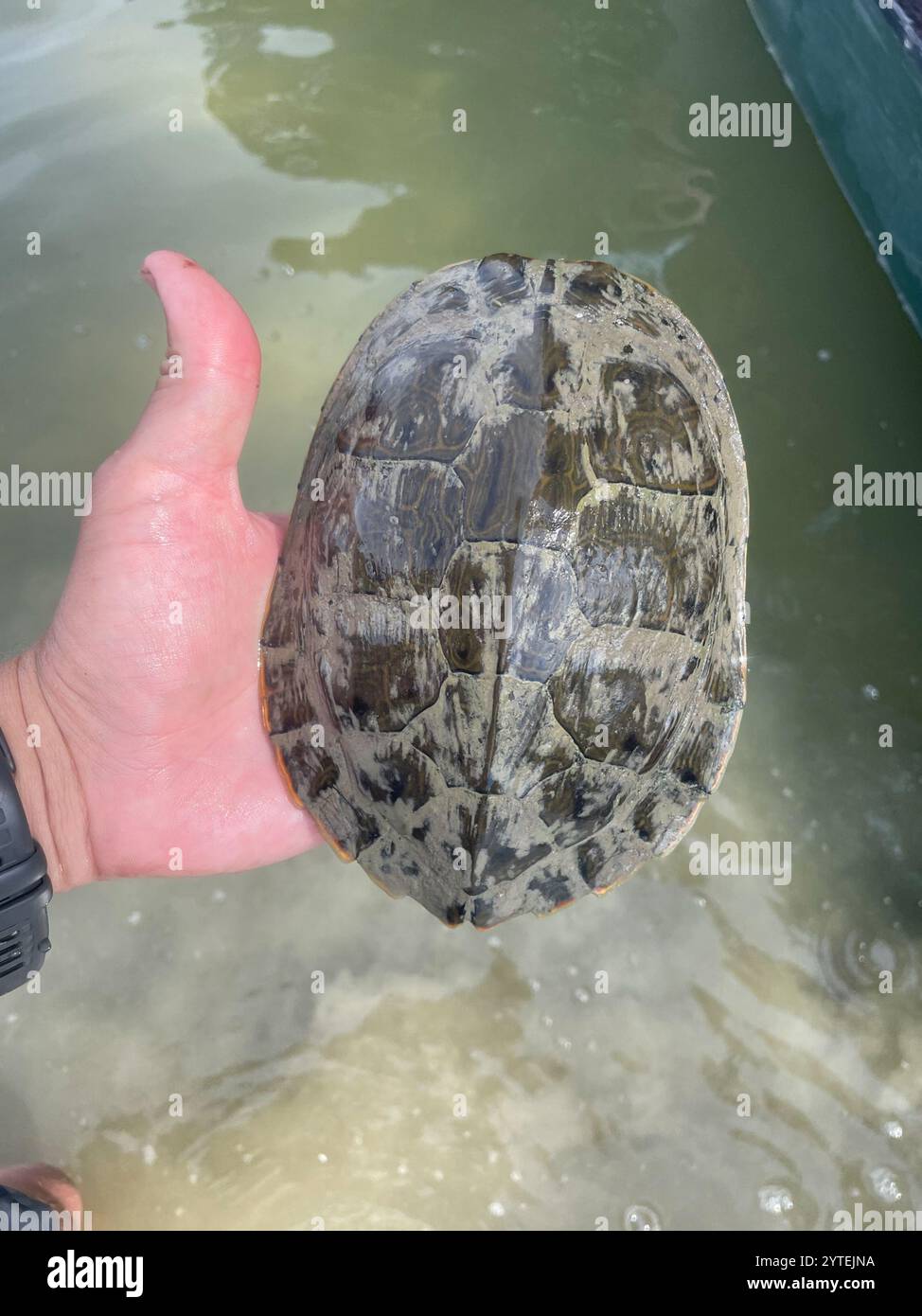 Texas Cooter (Pseudemys texana Stock Photo - Alamy