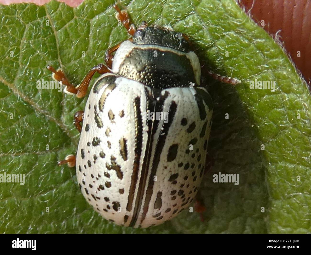 Common Willow Calligrapher Beetle (Calligrapha multipunctata Stock ...
