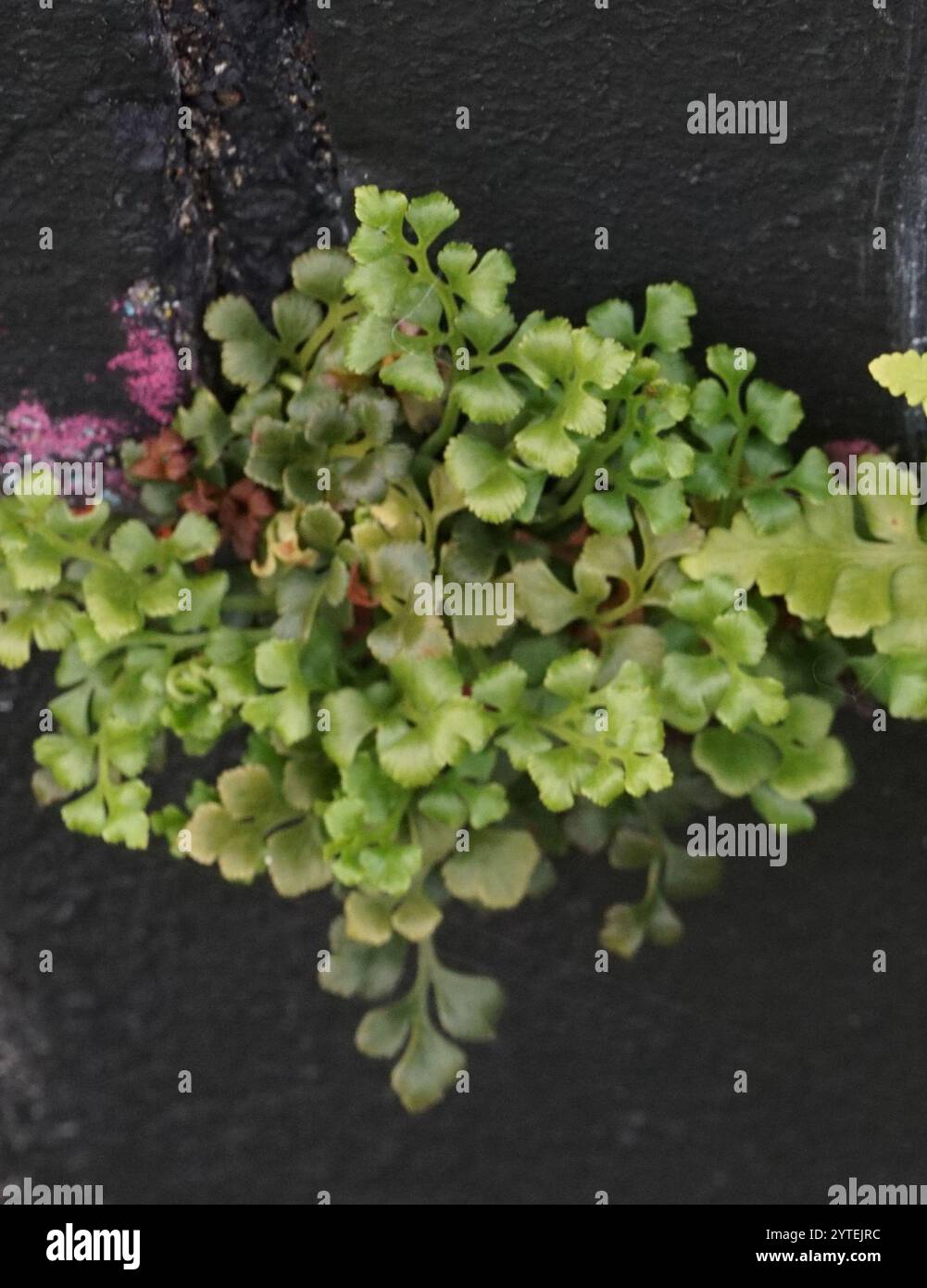 wall-rue (Asplenium ruta-muraria Stock Photo - Alamy