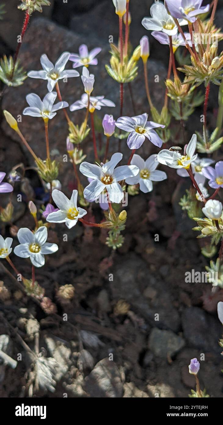 Mojave linanthus (Leptosiphon breviculus Stock Photo - Alamy