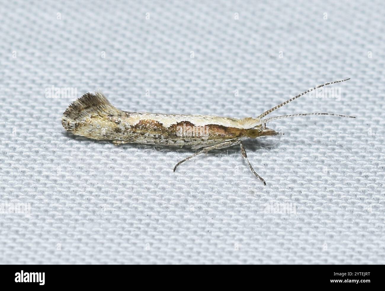 Diamondback Moth (Plutella xylostella Stock Photo - Alamy