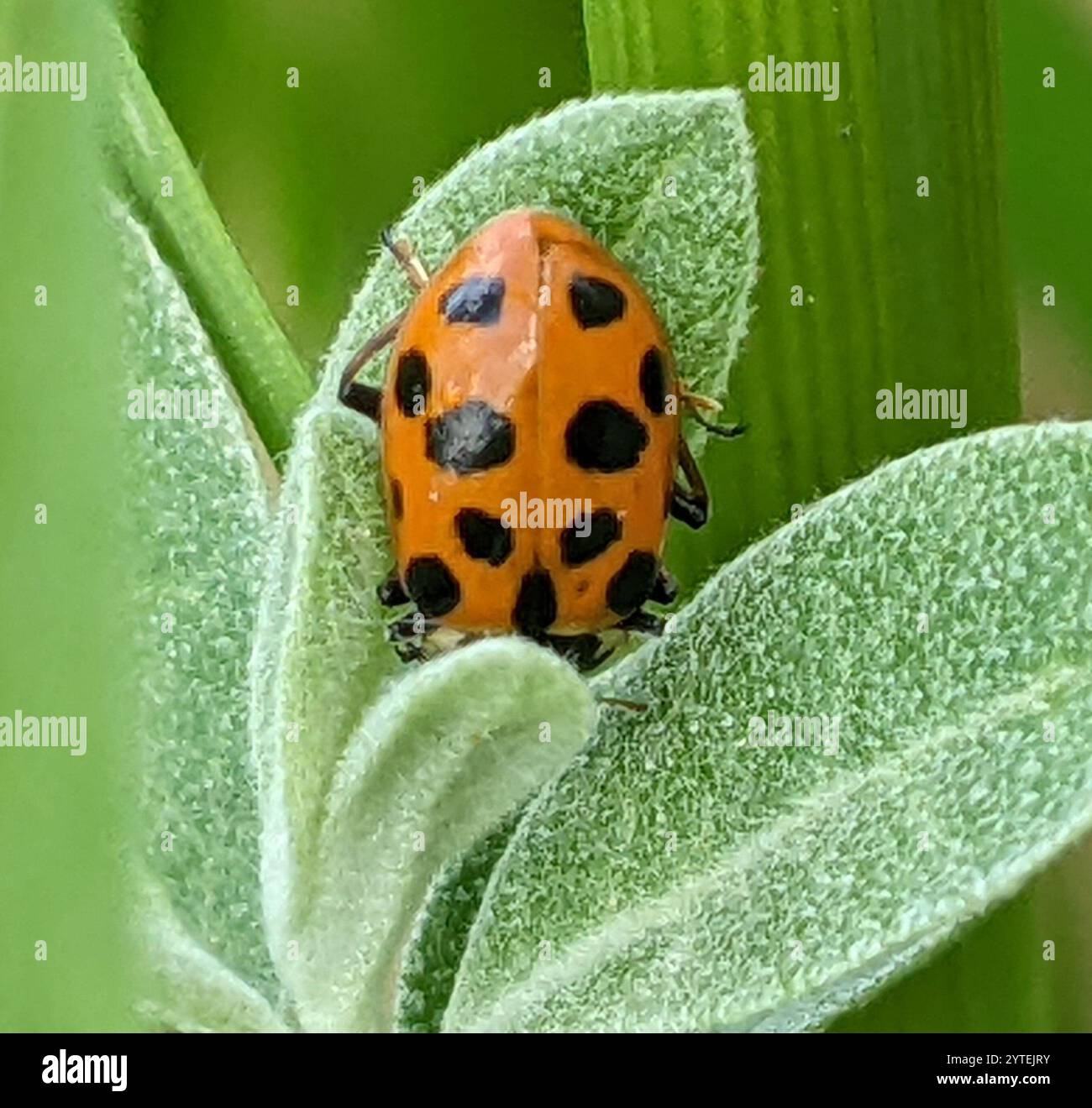 Thirteen-spotted Lady Beetle (Hippodamia tredecimpunctata Stock Photo ...