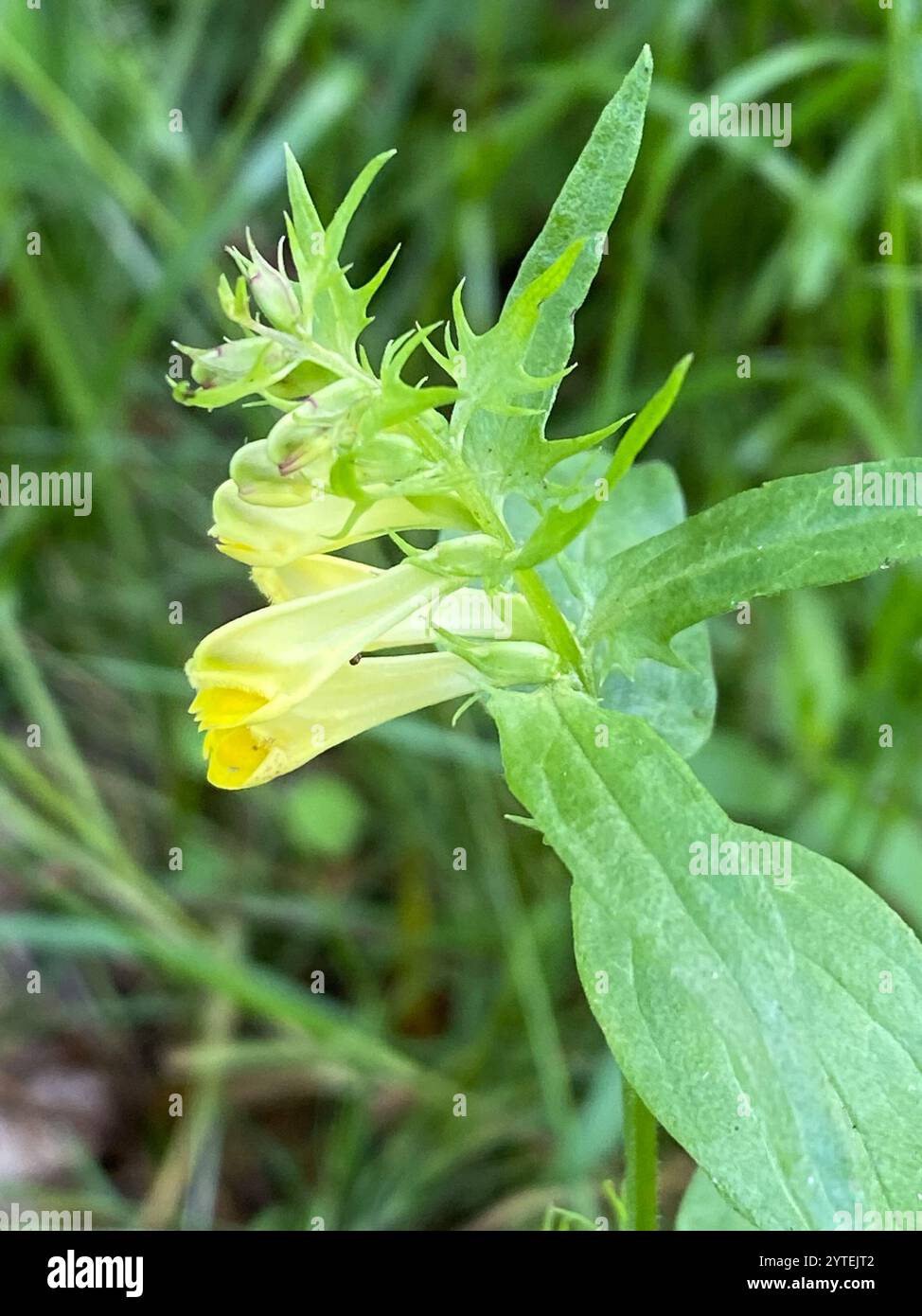 Common Cow-wheat (Melampyrum pratense Stock Photo - Alamy