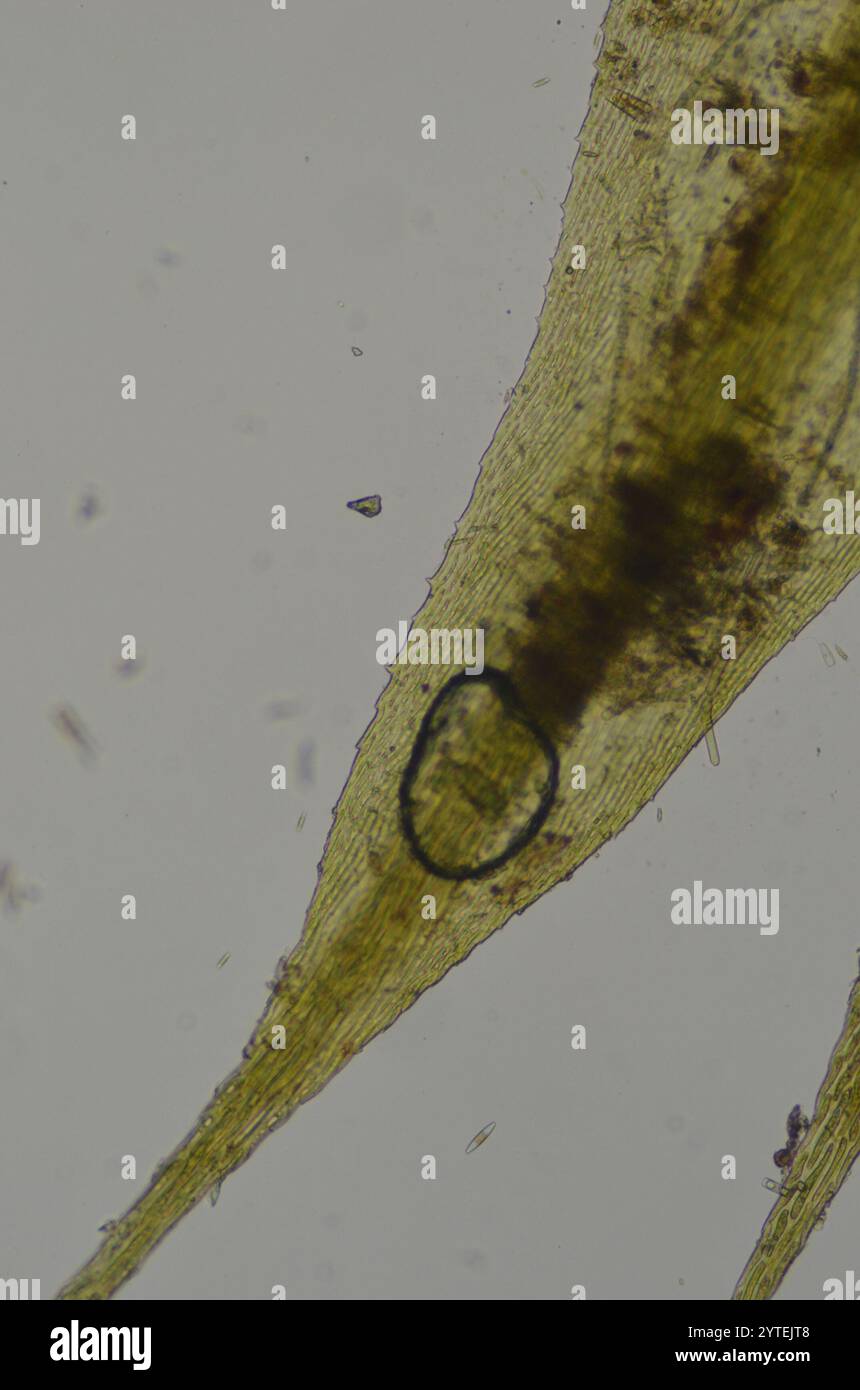 fern-leaved hook-moss (Cratoneuron filicinum Stock Photo - Alamy