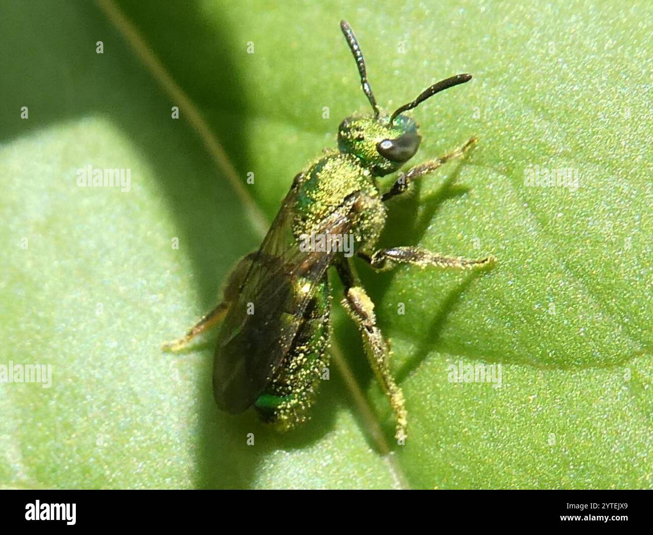 Augochlora pura hi-res stock photography and images - Alamy