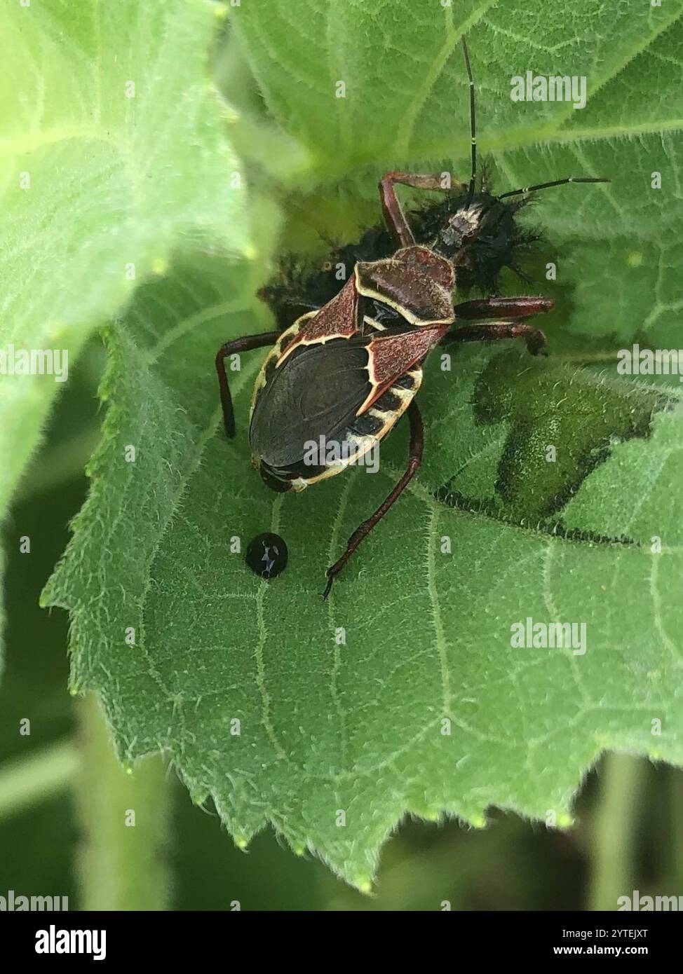 Plains Bee Assassin (Apiomerus spissipes Stock Photo - Alamy