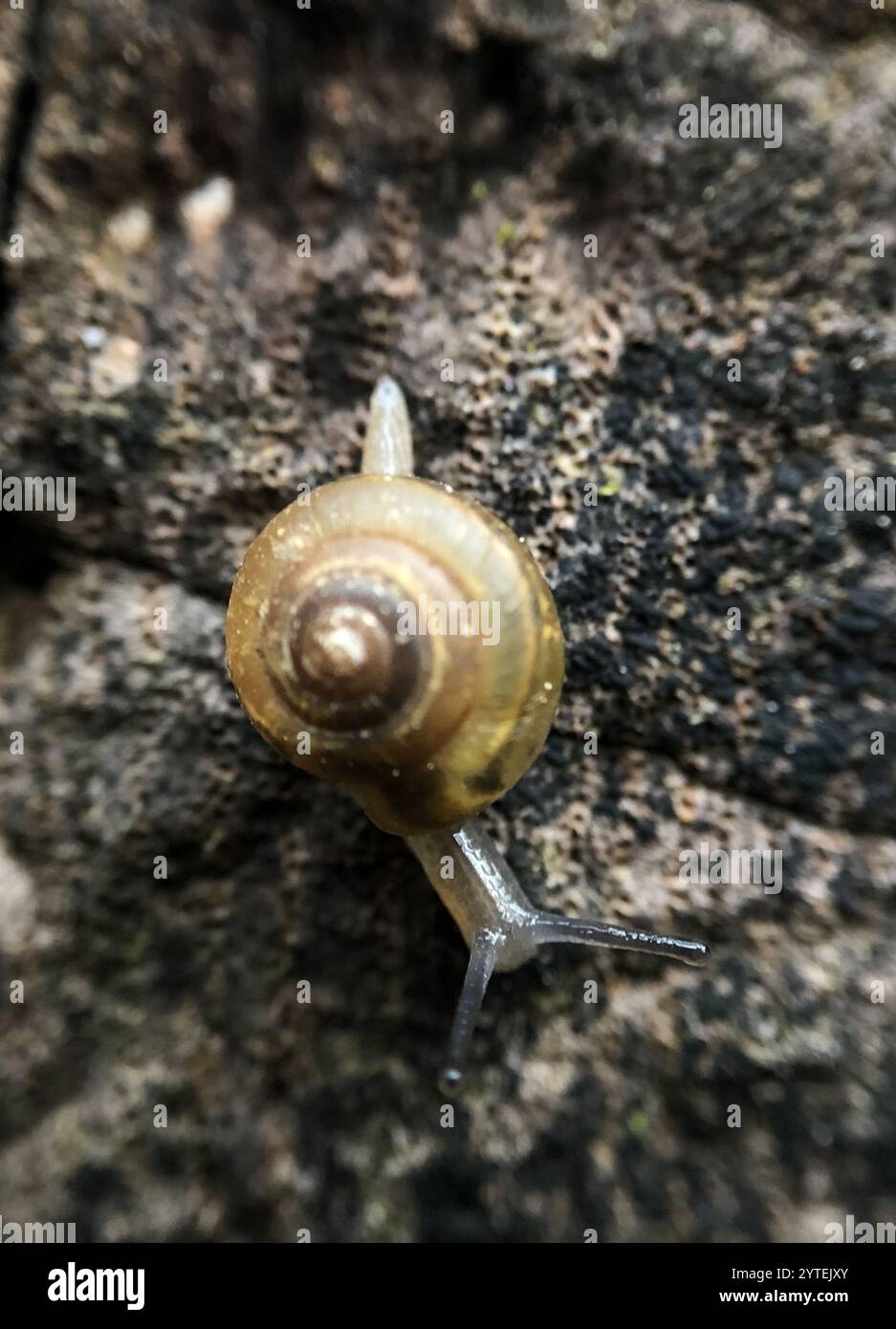 Ventridens hi-res stock photography and images - Alamy