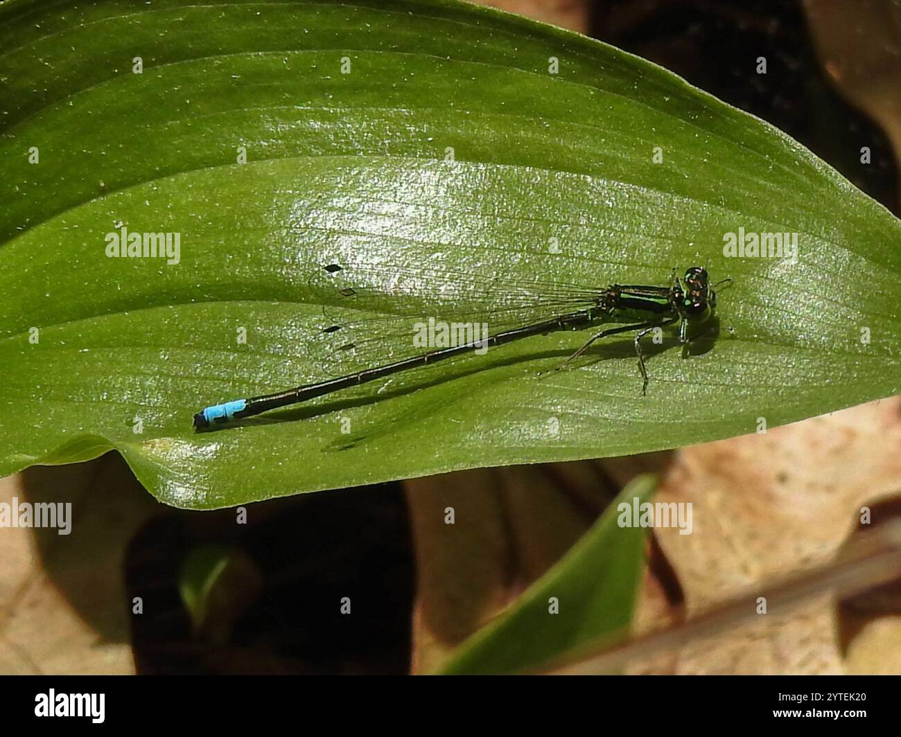 Eastern Forktail (Ischnura verticalis Stock Photo - Alamy