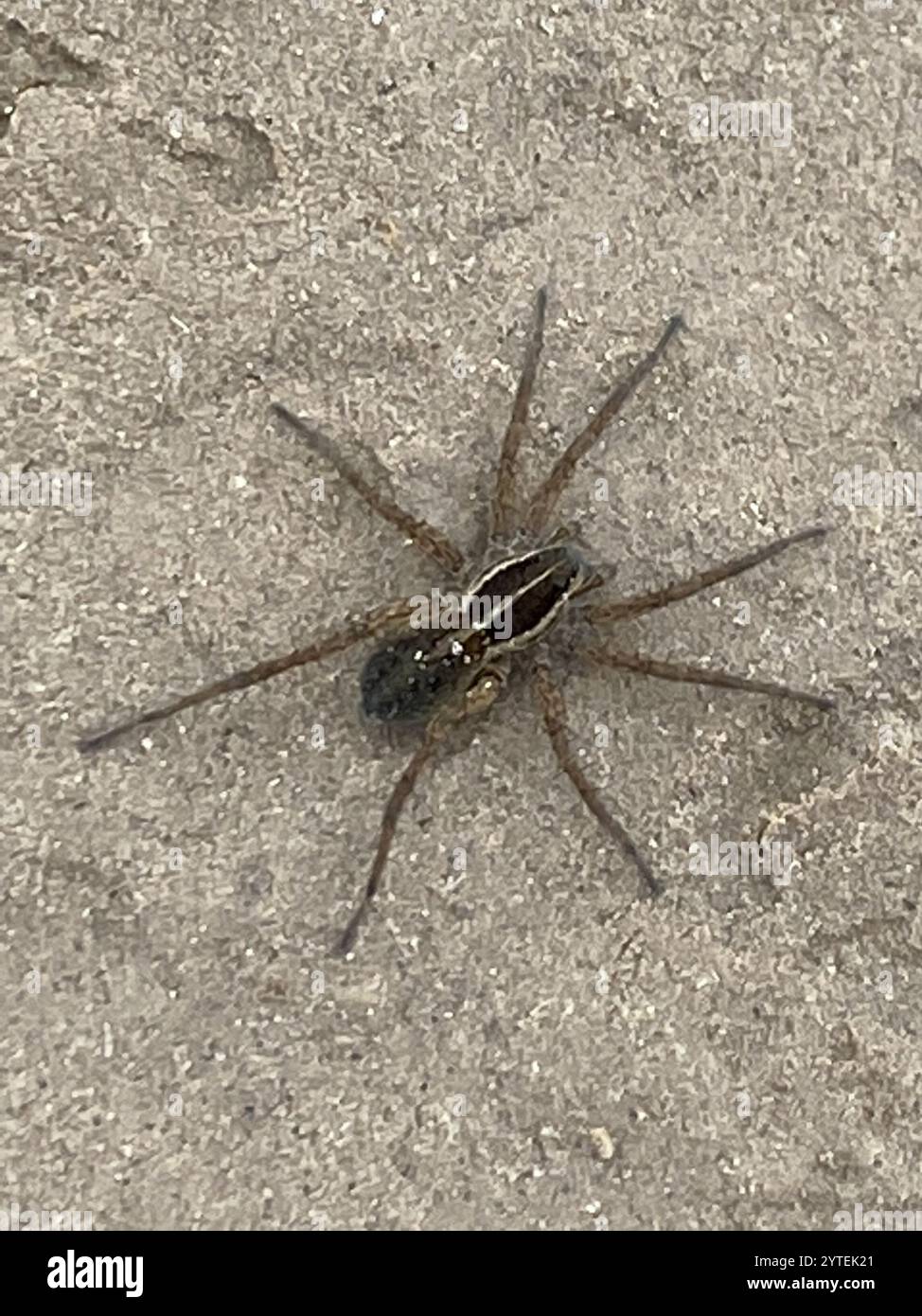 Thin-legged Wolf Spiders (Pardosa Stock Photo - Alamy