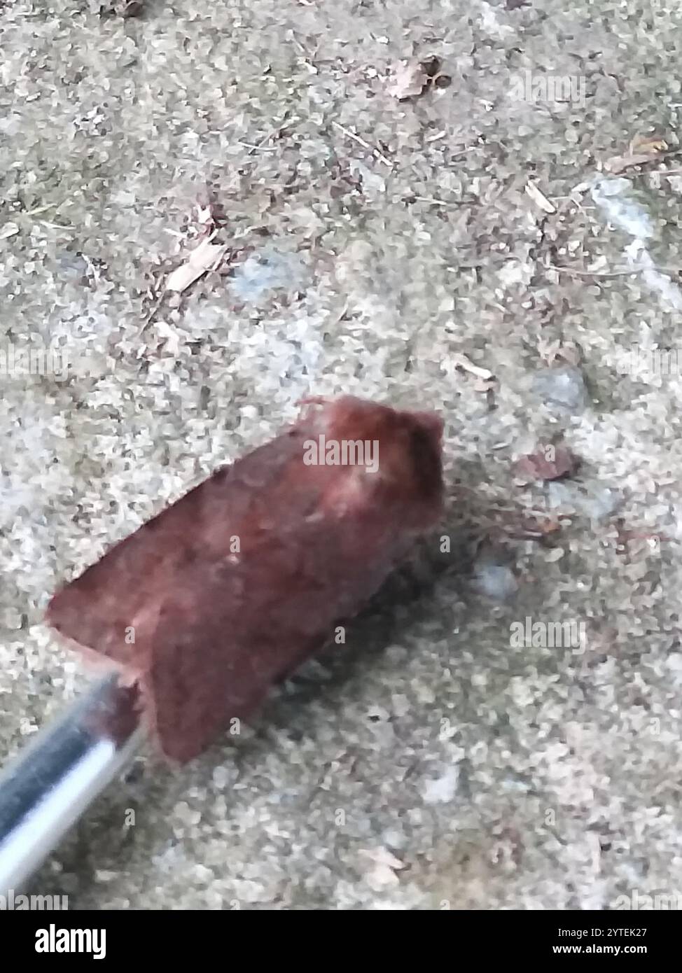 Red Chestnut (Cerastis rubricosa Stock Photo - Alamy