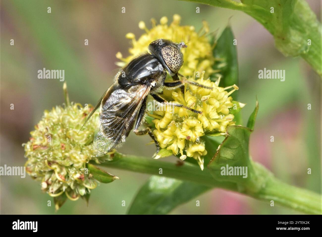 Common Lagoon Fly (Eristalinus aeneus Stock Photo - Alamy