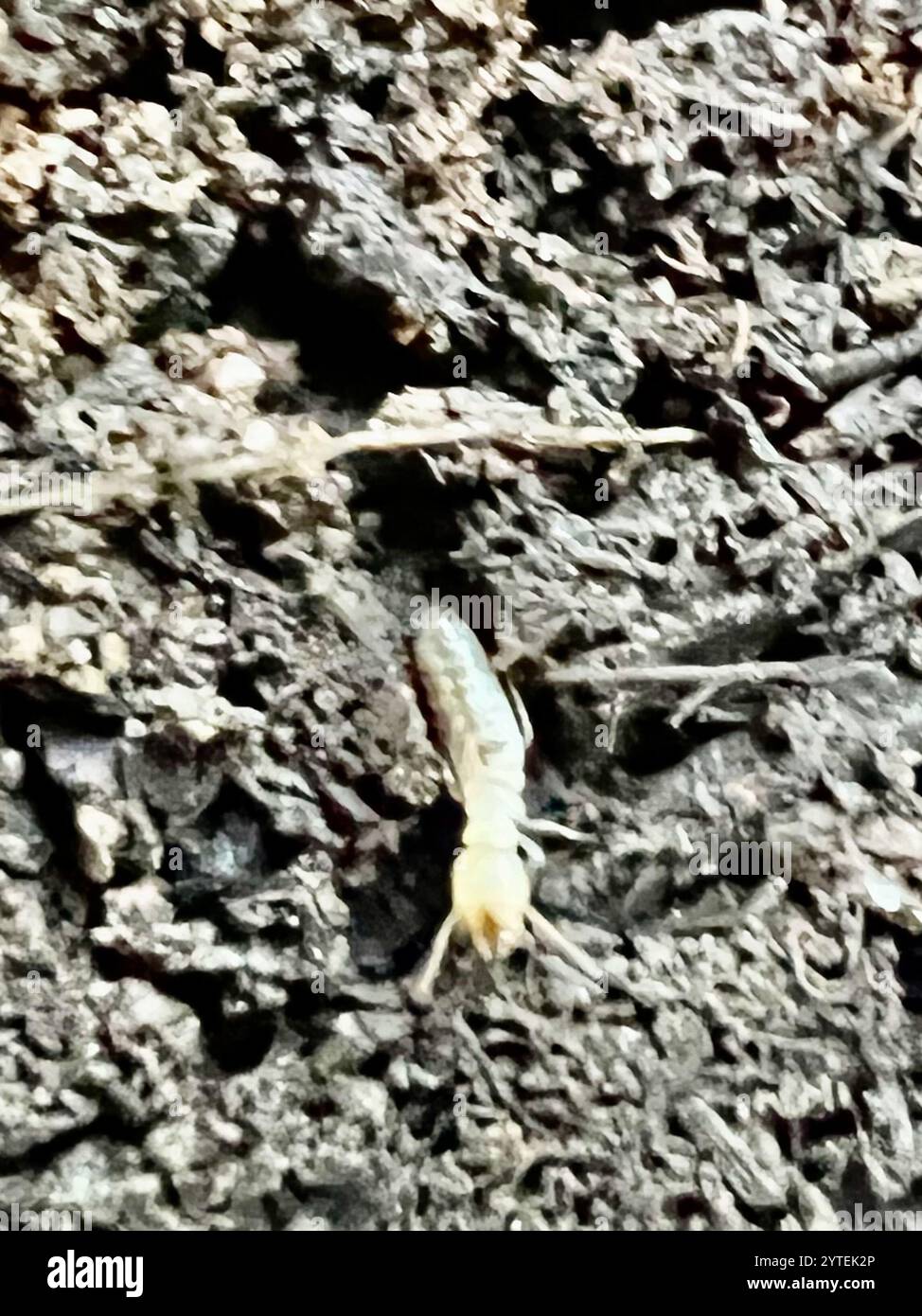 Eastern Subterranean Termite (Reticulitermes flavipes Stock Photo - Alamy