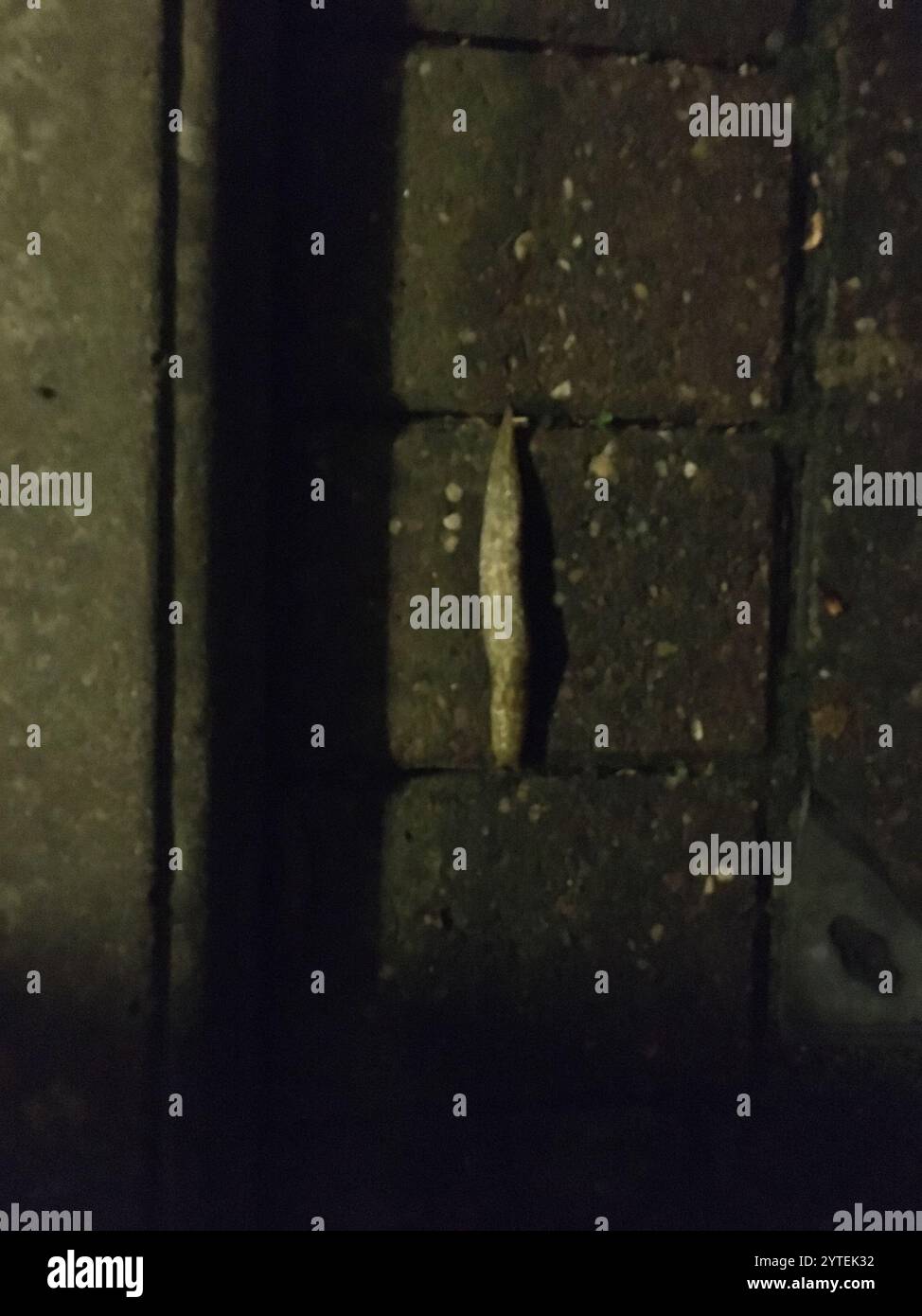 Green Cellar Slug (Limacus maculatus Stock Photo - Alamy