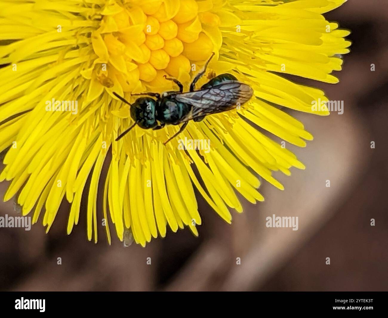 Small Carpenter Bees (Ceratina Stock Photo - Alamy