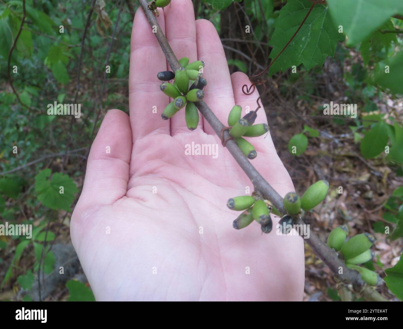 Sweetleaf (Symplocos tinctoria Stock Photo - Alamy