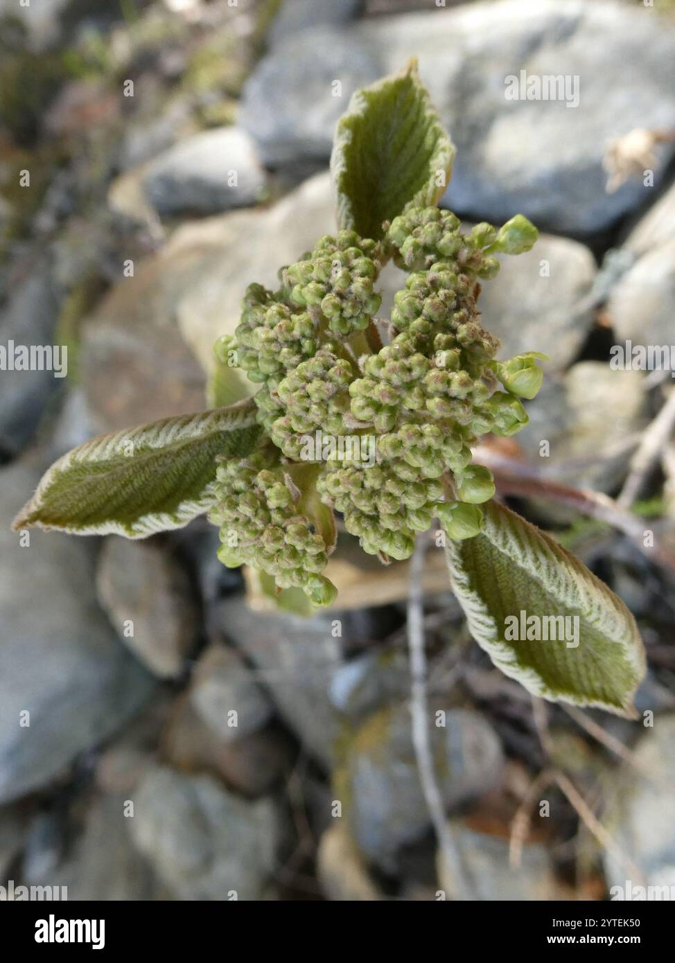 hobblebush (Viburnum lantanoides Stock Photo - Alamy