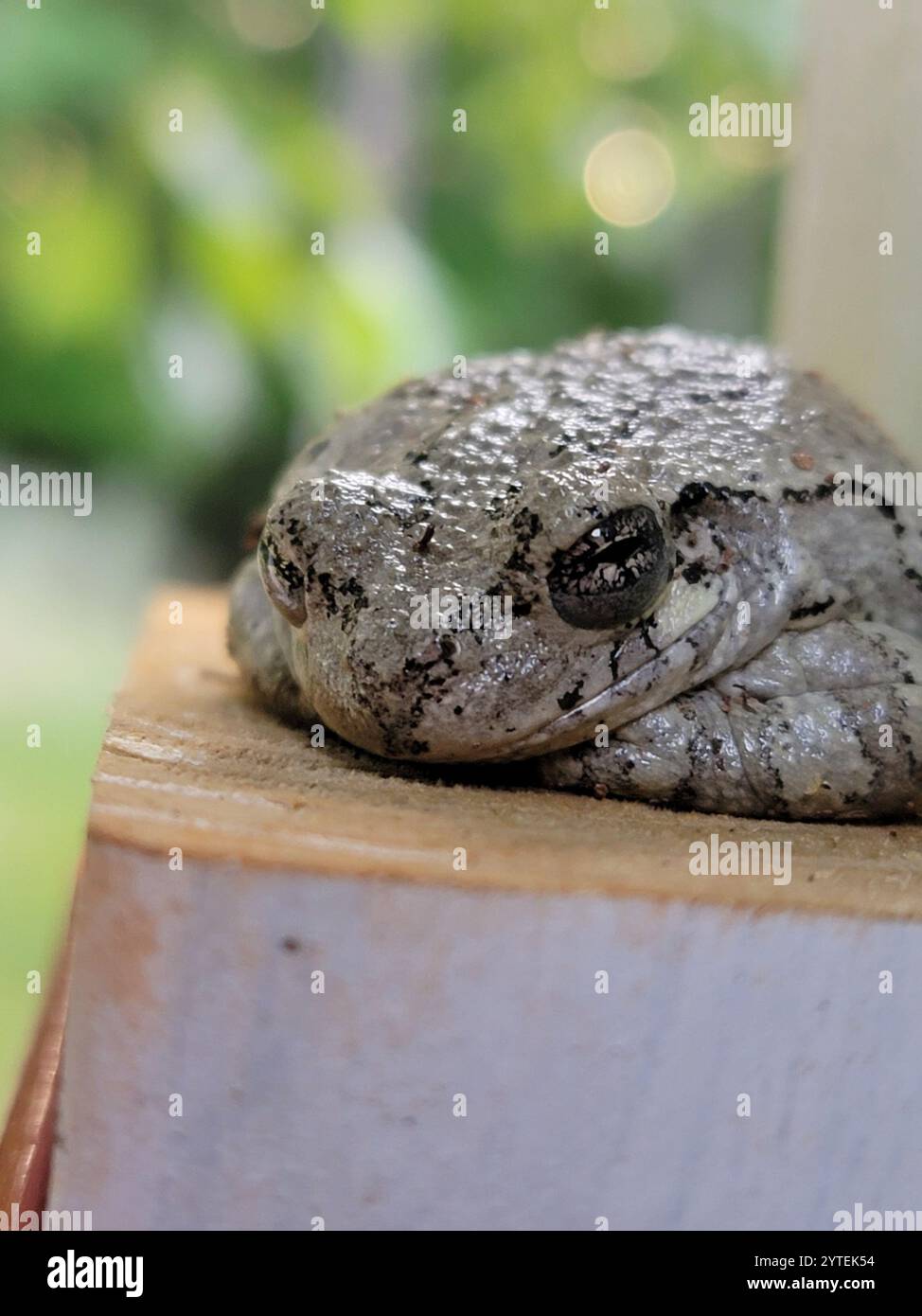 Holarctic Treefrogs (Hyla Stock Photo - Alamy