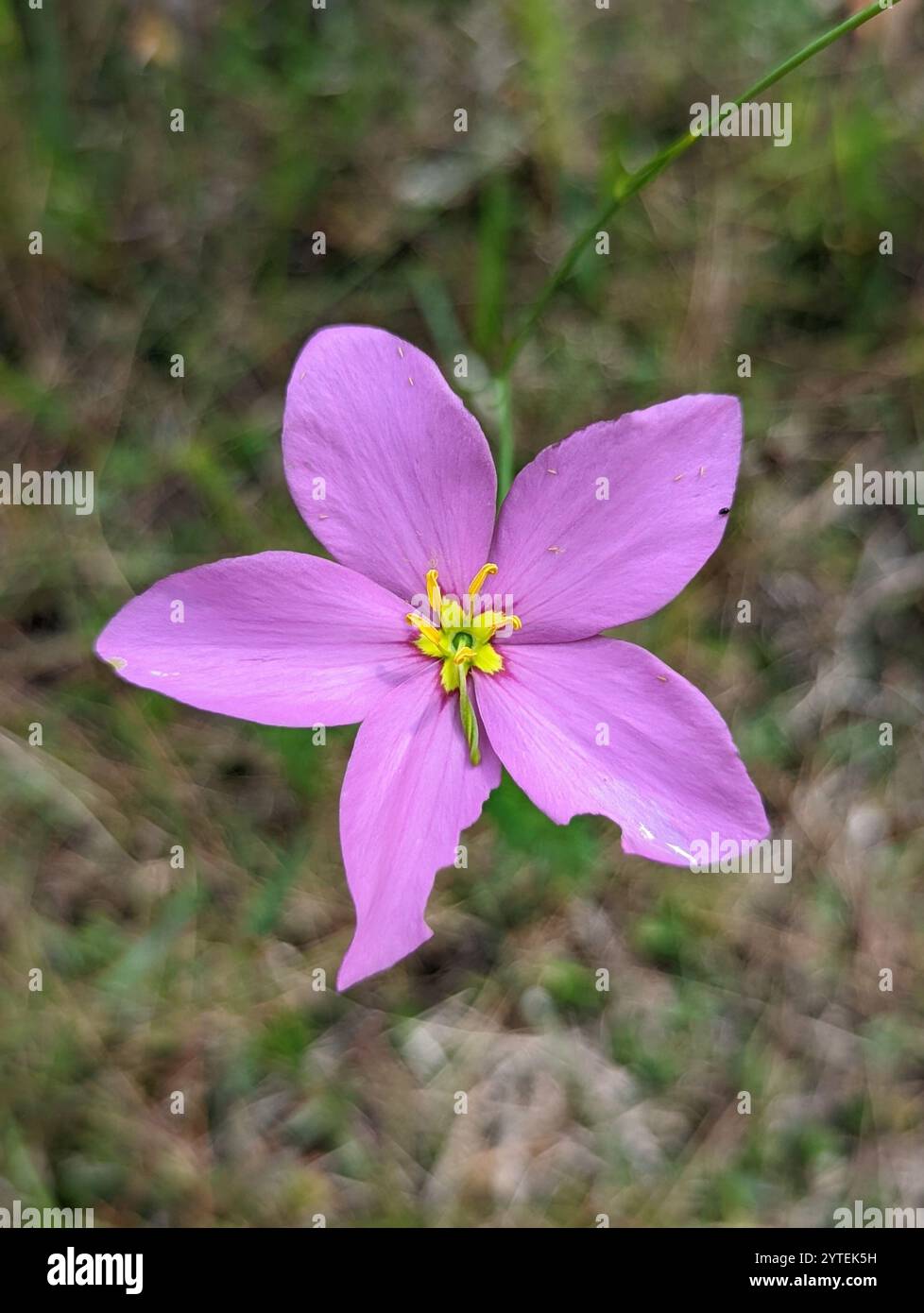 Largeflower Rose Gentian (Sabatia grandiflora Stock Photo - Alamy