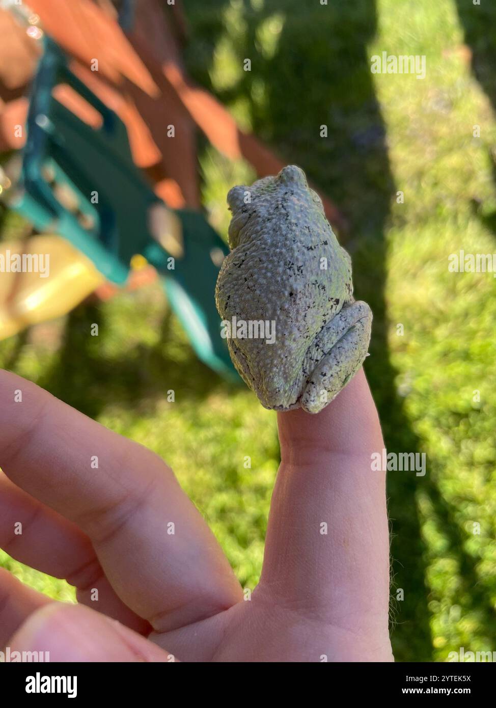 Cope's Gray Treefrog (Hyla chrysoscelis Stock Photo - Alamy