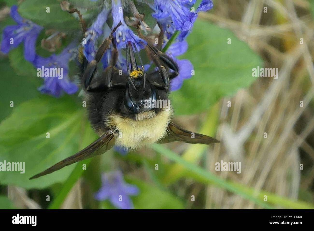 Perplexing Bumble Bee (Bombus perplexus Stock Photo - Alamy