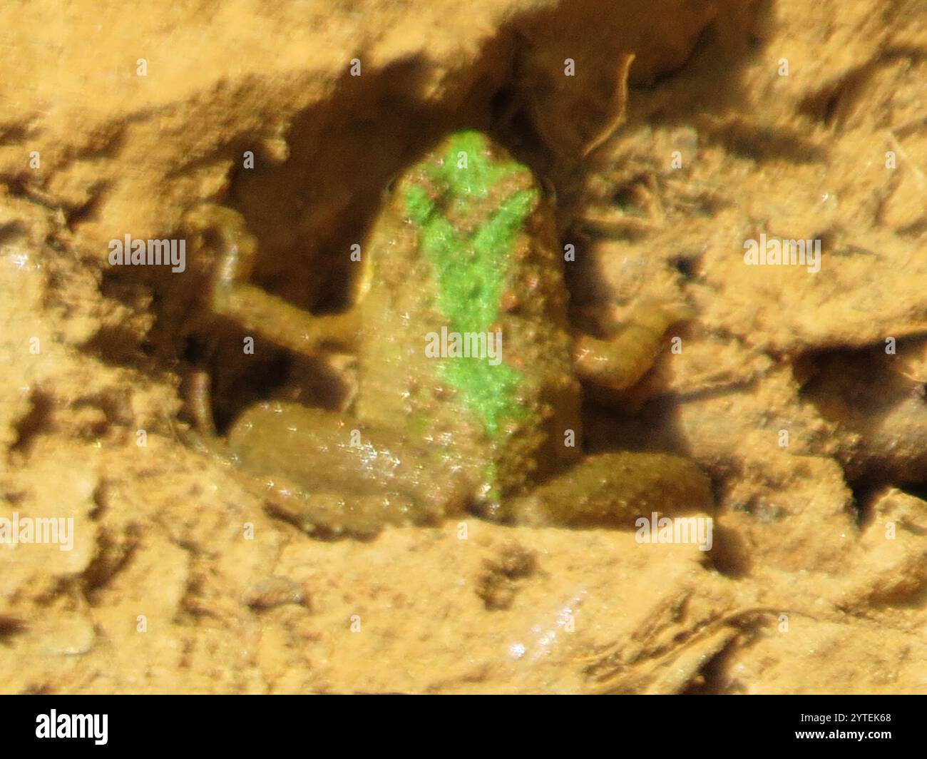 Northern Cricket Frog (Acris crepitans Stock Photo - Alamy
