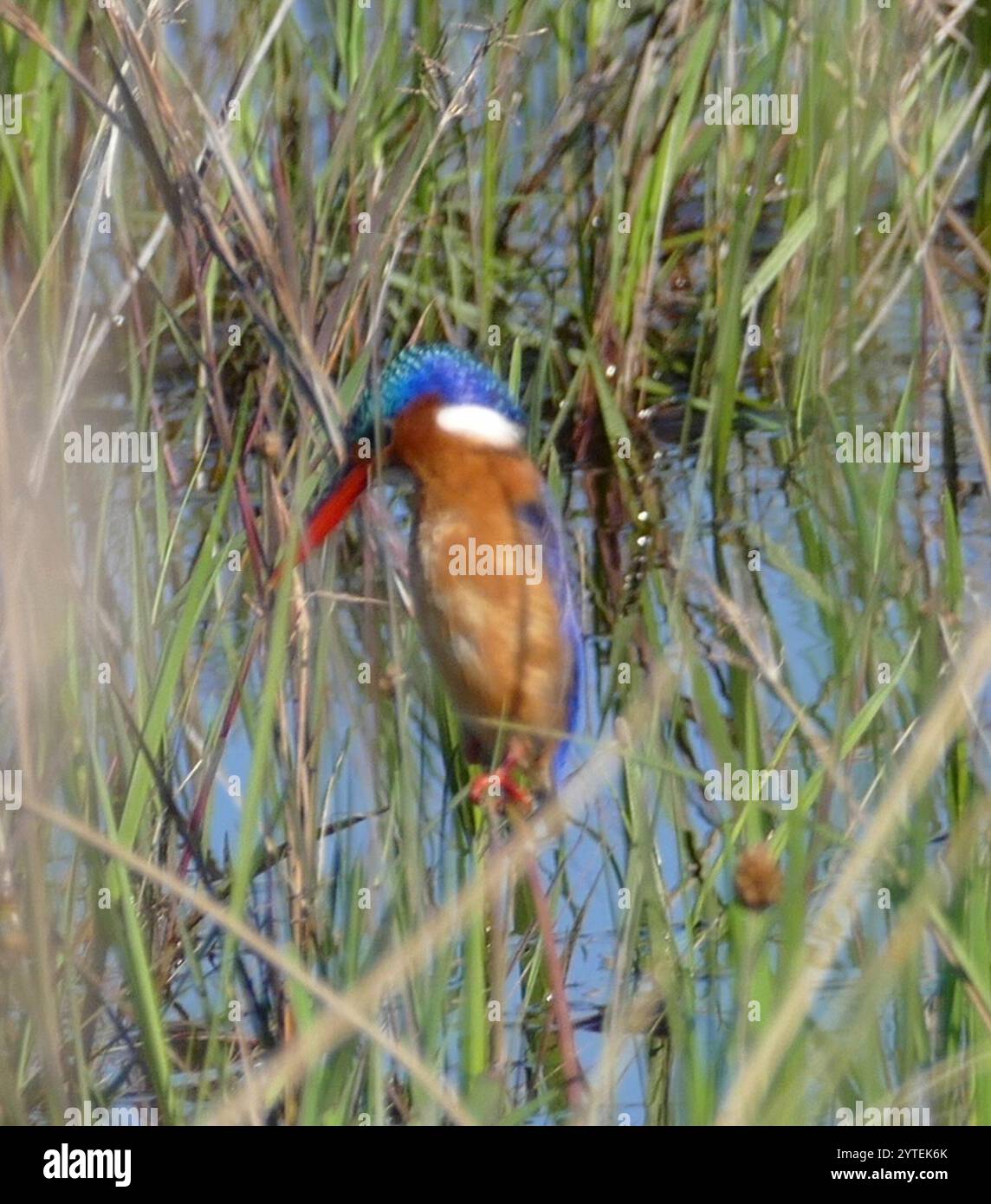 Southern Malachite Kingfisher (Corythornis cristatus cristatus Stock ...
