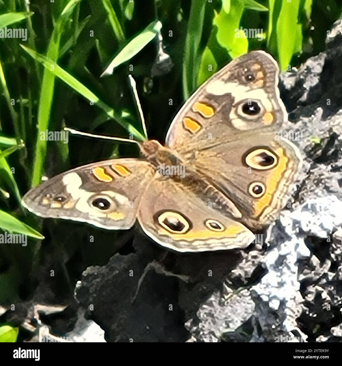 Common Buckeye (Junonia coenia Stock Photo - Alamy
