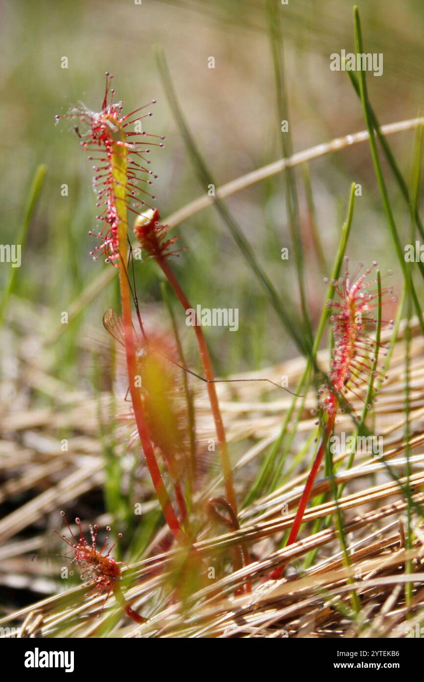 Great Sundew (Drosera anglica Stock Photo - Alamy