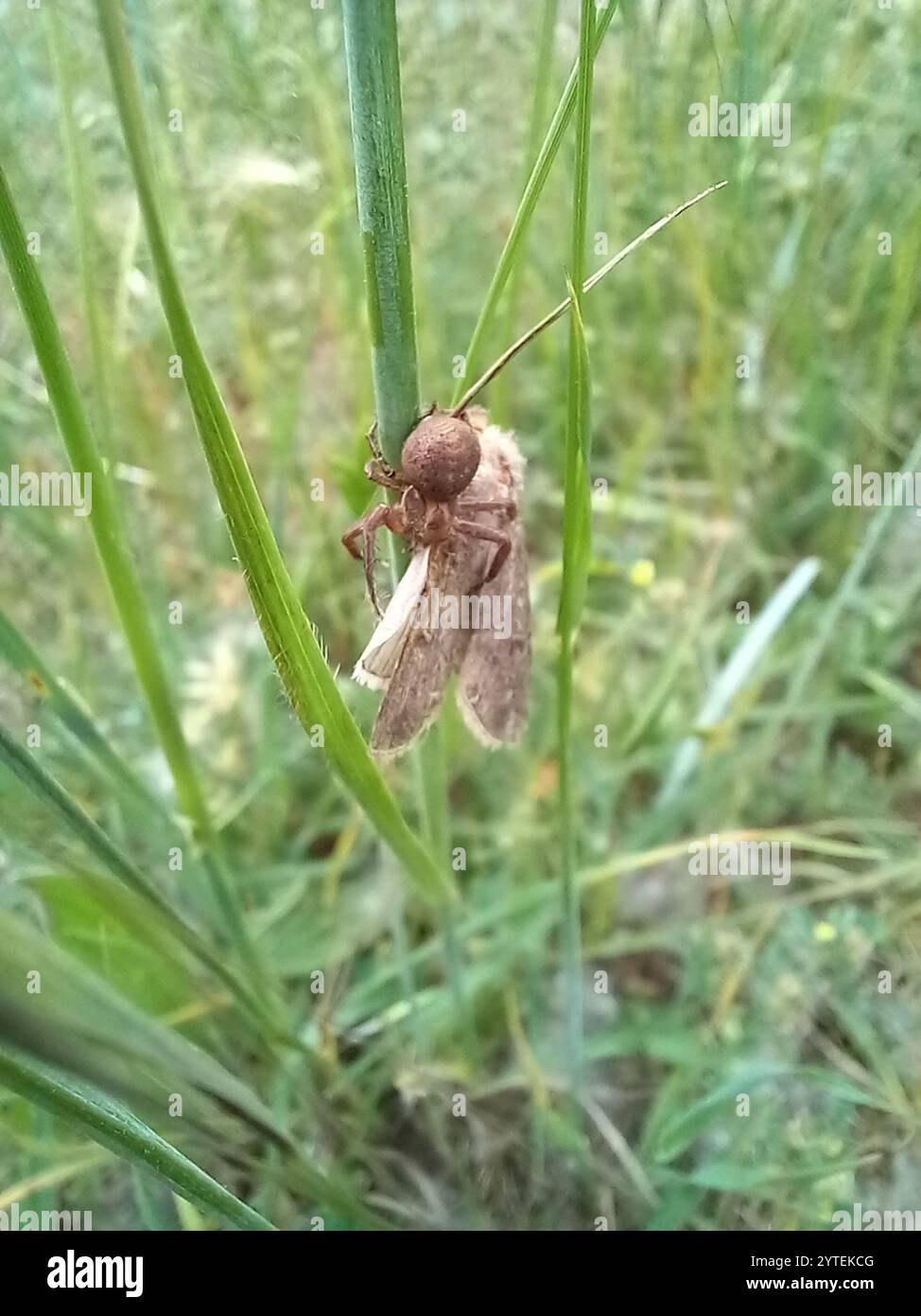 Turnip Moth (Agrotis segetum Stock Photo - Alamy