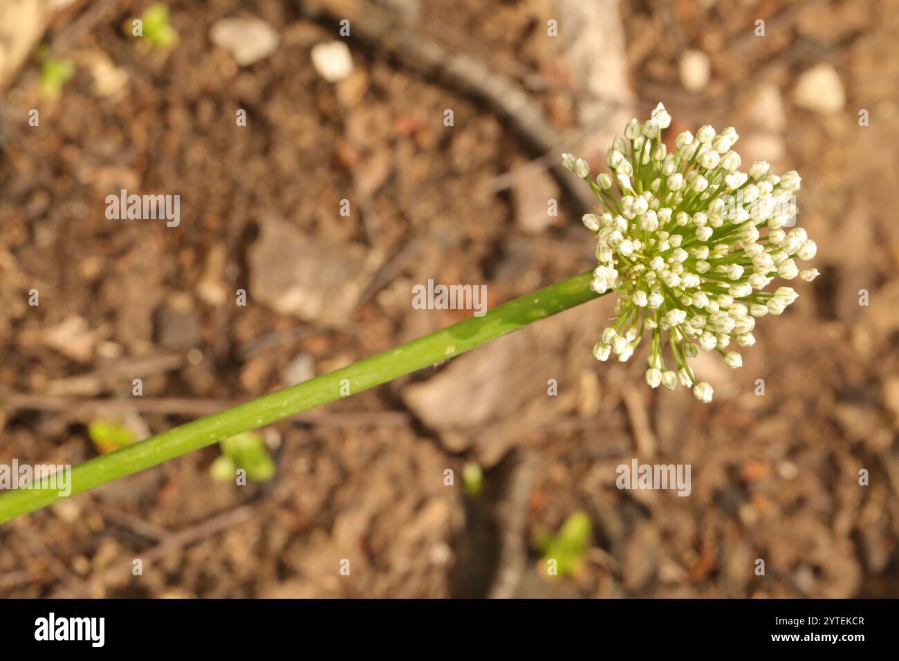 Common Onion (Allium cepa Stock Photo - Alamy