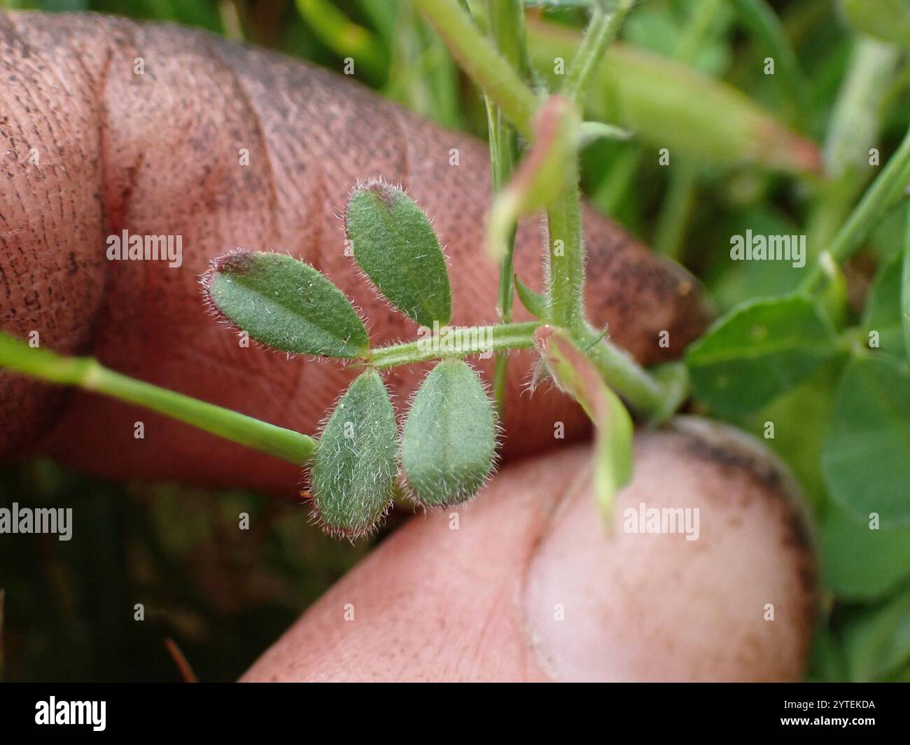 spring vetch (Vicia lathyroides Stock Photo - Alamy