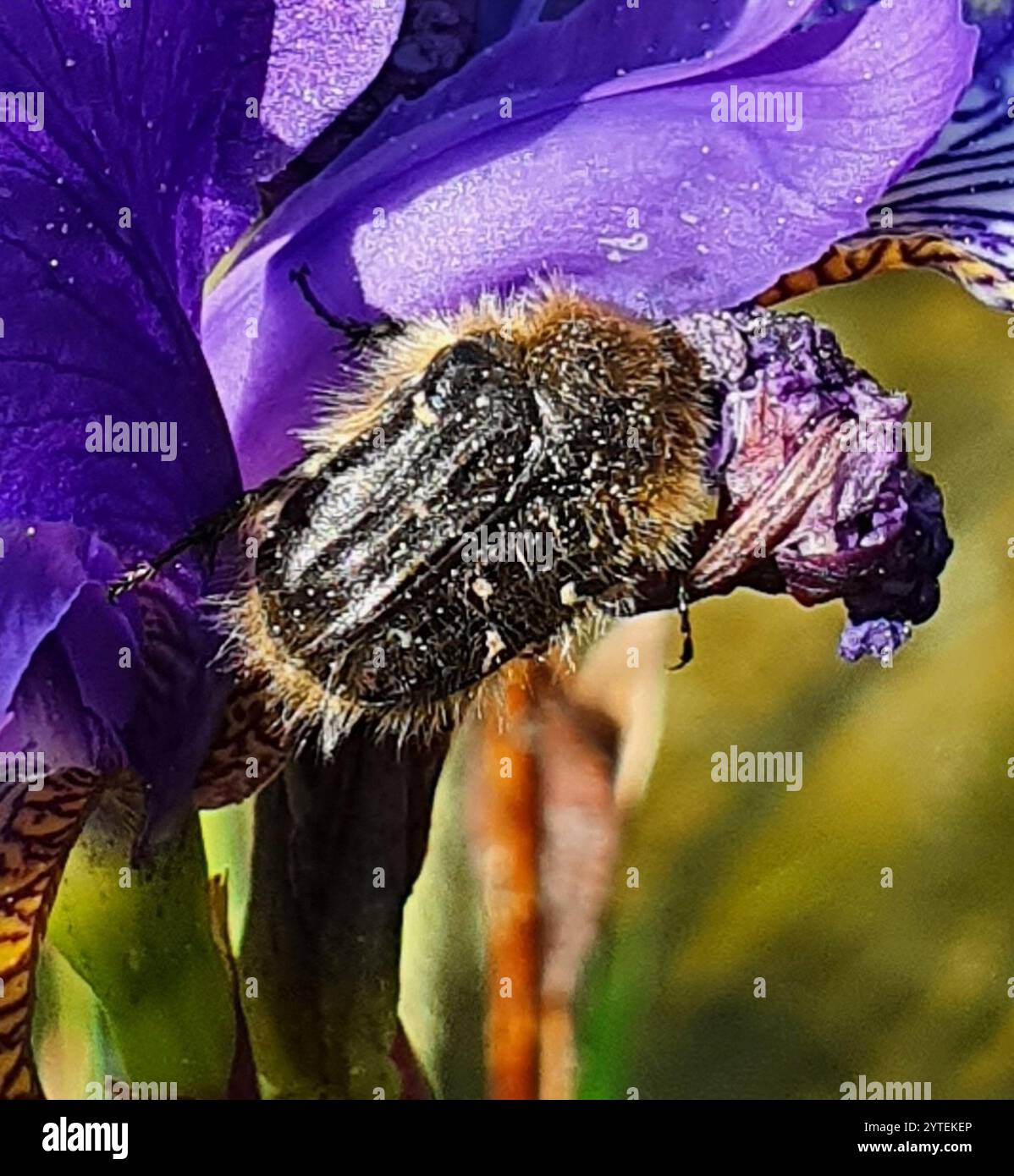 Apple Blossom Beetle (Tropinota hirta Stock Photo - Alamy