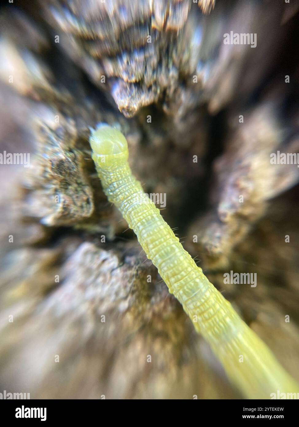Spring Usher Moth (Agriopis leucophaearia Stock Photo - Alamy