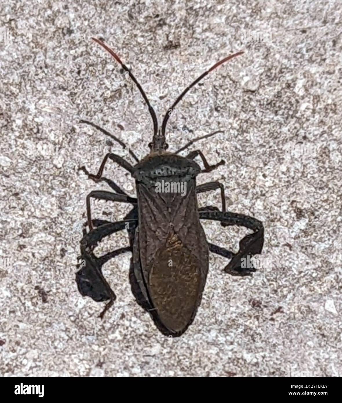Spine-headed Bugs (Acanthocephala Stock Photo - Alamy