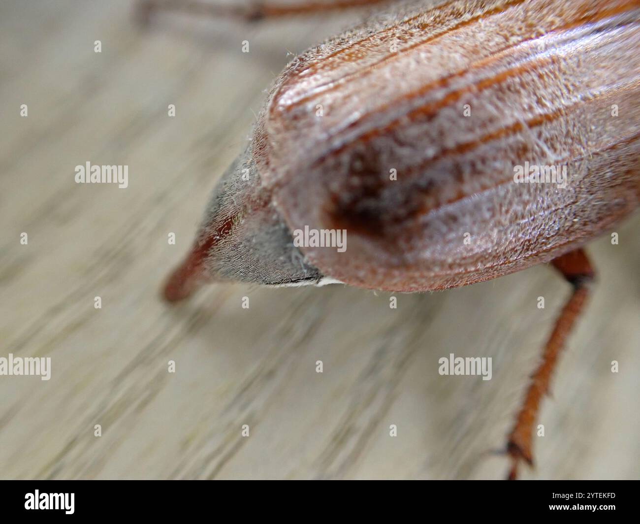 Common Cockchafer (Melolontha melolontha Stock Photo - Alamy