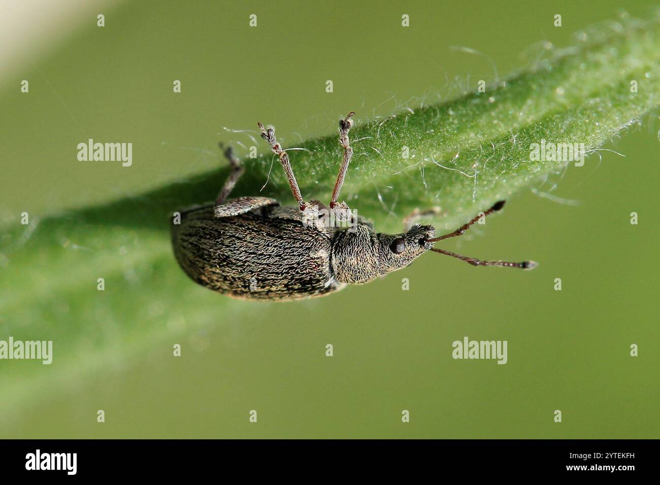 Common Leaf Weevil (Phyllobius pyri Stock Photo - Alamy