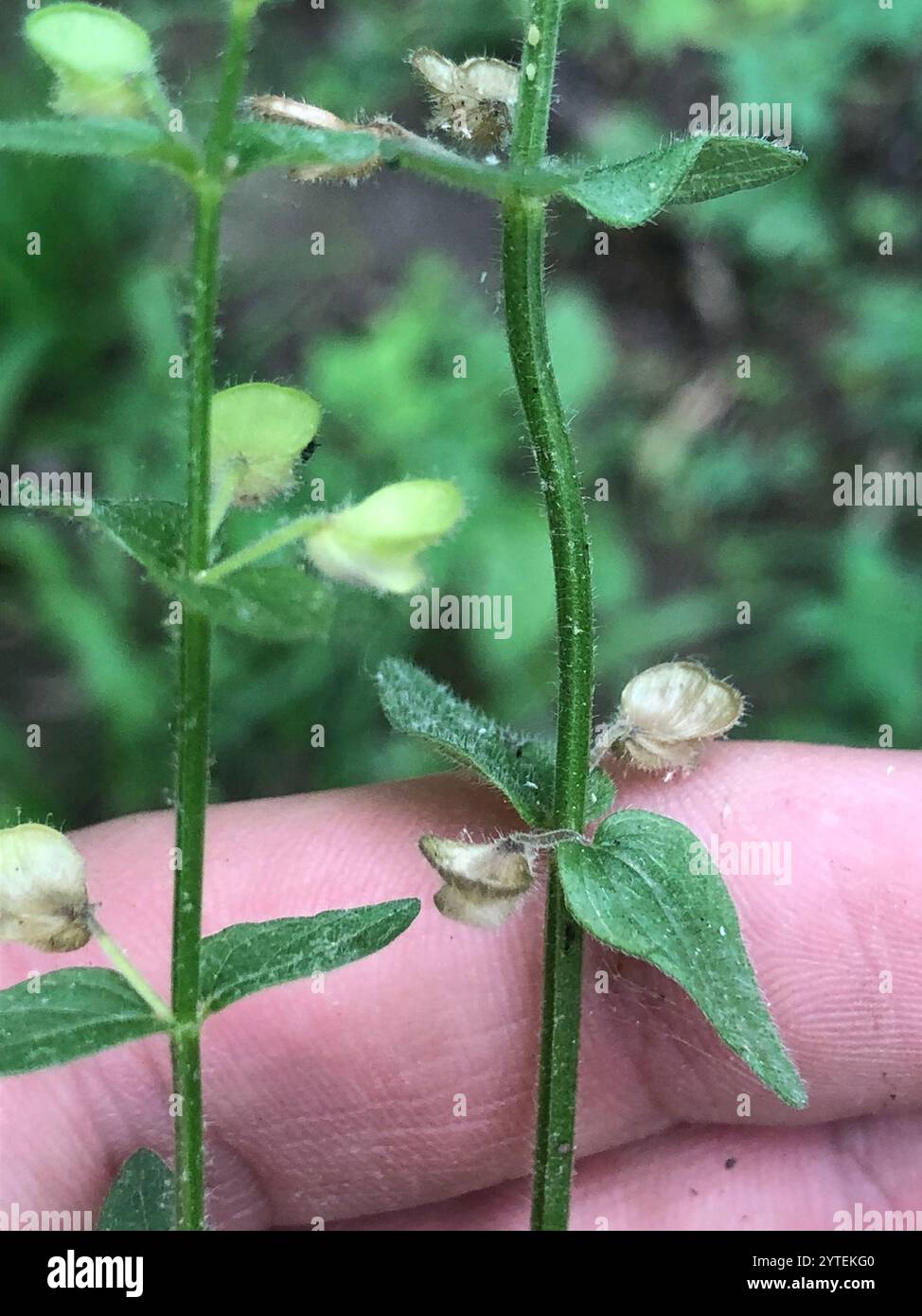 southern skullcap (Scutellaria parvula australis Stock Photo - Alamy