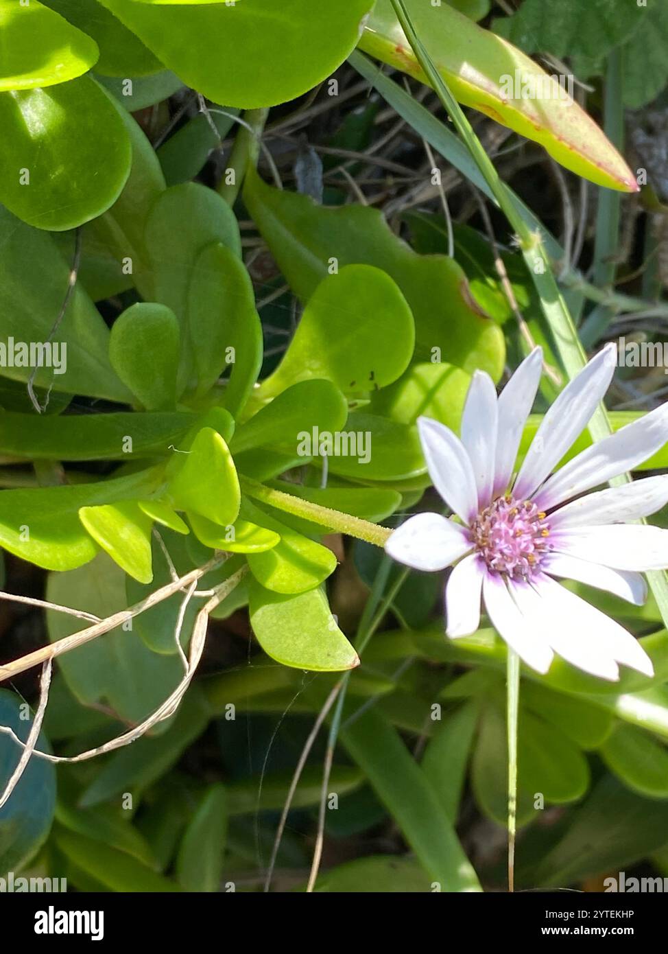 trailing African daisy (Dimorphotheca fruticosa Stock Photo - Alamy